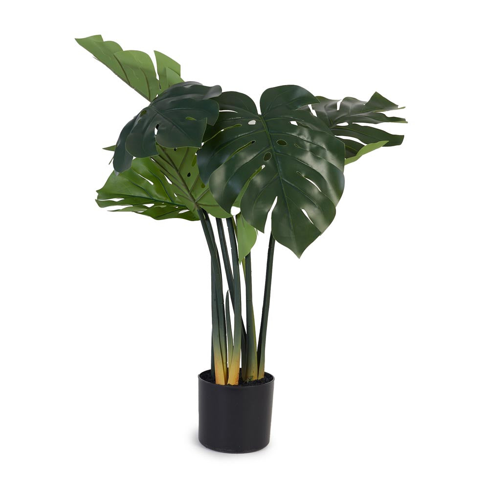 Monstera / Delicious Monster 80cm – Price and Sons