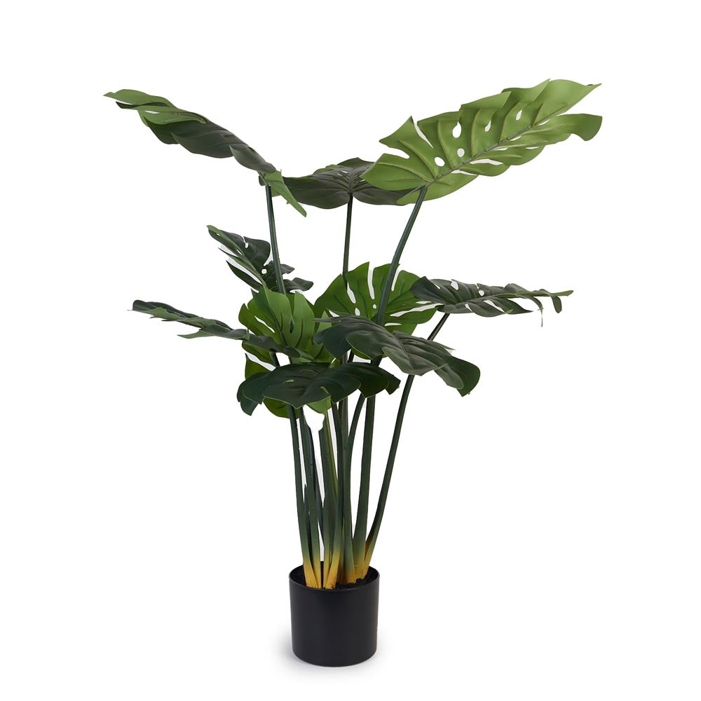 Monstera / Delicious Monster 120cm – Price and Sons